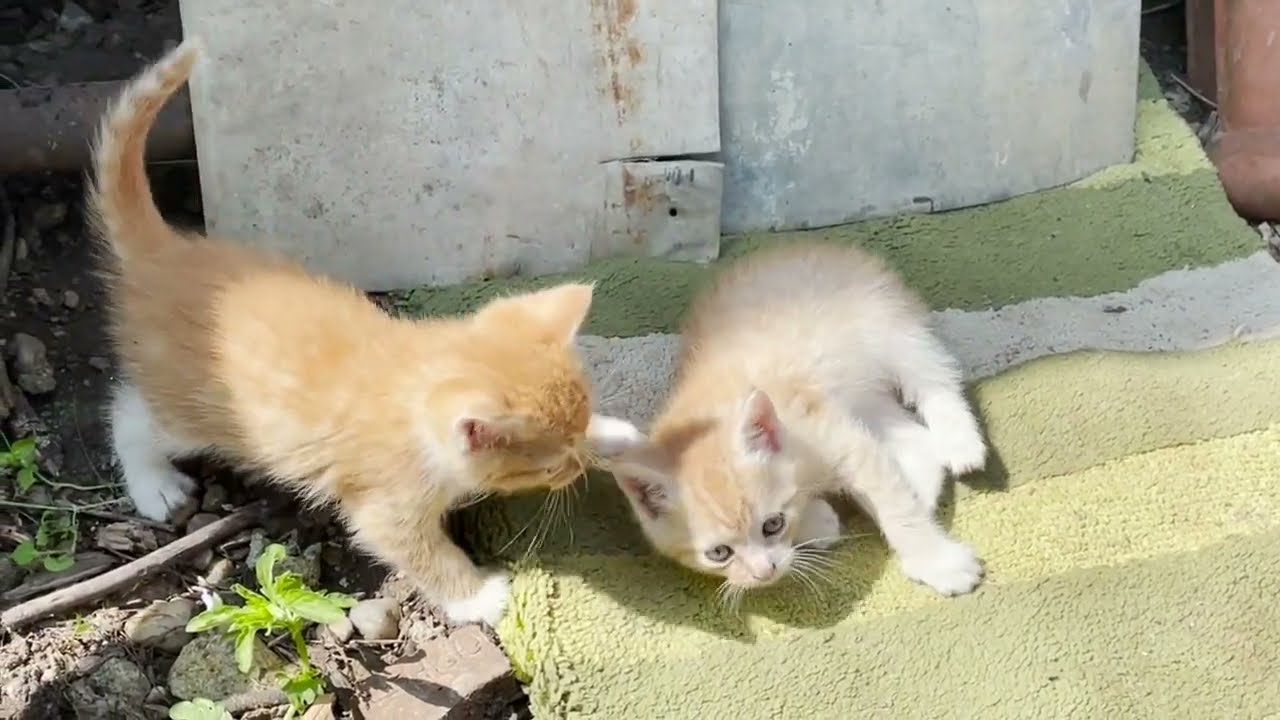 Ukrainian Kittens 13🐱 It's Always Playtime!👉 - YouTube