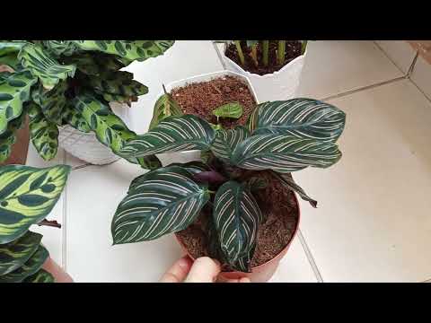 Yeni aldığım dua çiçekleri bakım ve tanıtım videosu ☺️🌿🌸