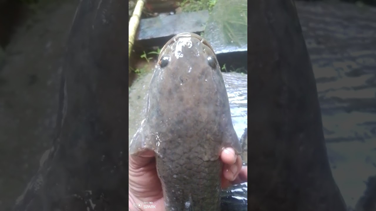 Iwak Haruan(snake head artinya ikan berkepala seperti Ular)#PUB_Sotek ...