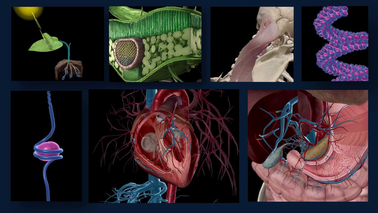 Visible Body Courseware | Visual bite-sized learning for life science ...