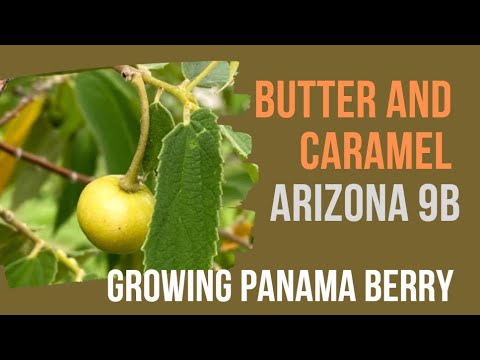 Growing Panama Berry/Jamaican Cherry Tree AZ 9B - YouTube