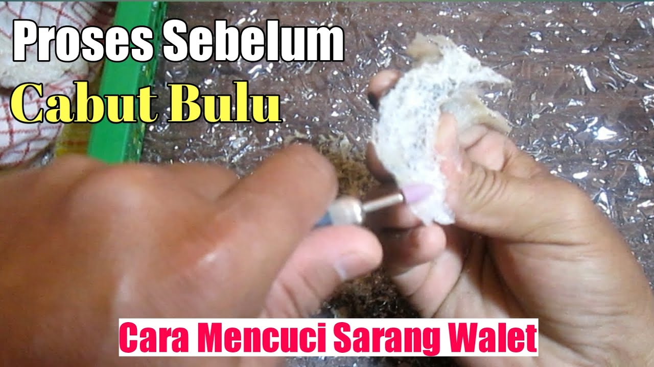 Wajib tau Sebelum melakukan cabut bulu | Cara mencuci sarang walet yang Benar | Sahabat Abi ...