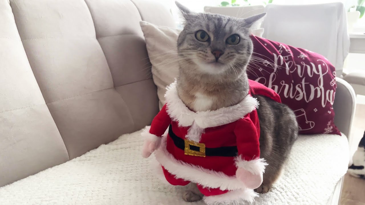 Santa Claws is coming to town! 🎅 - YouTube