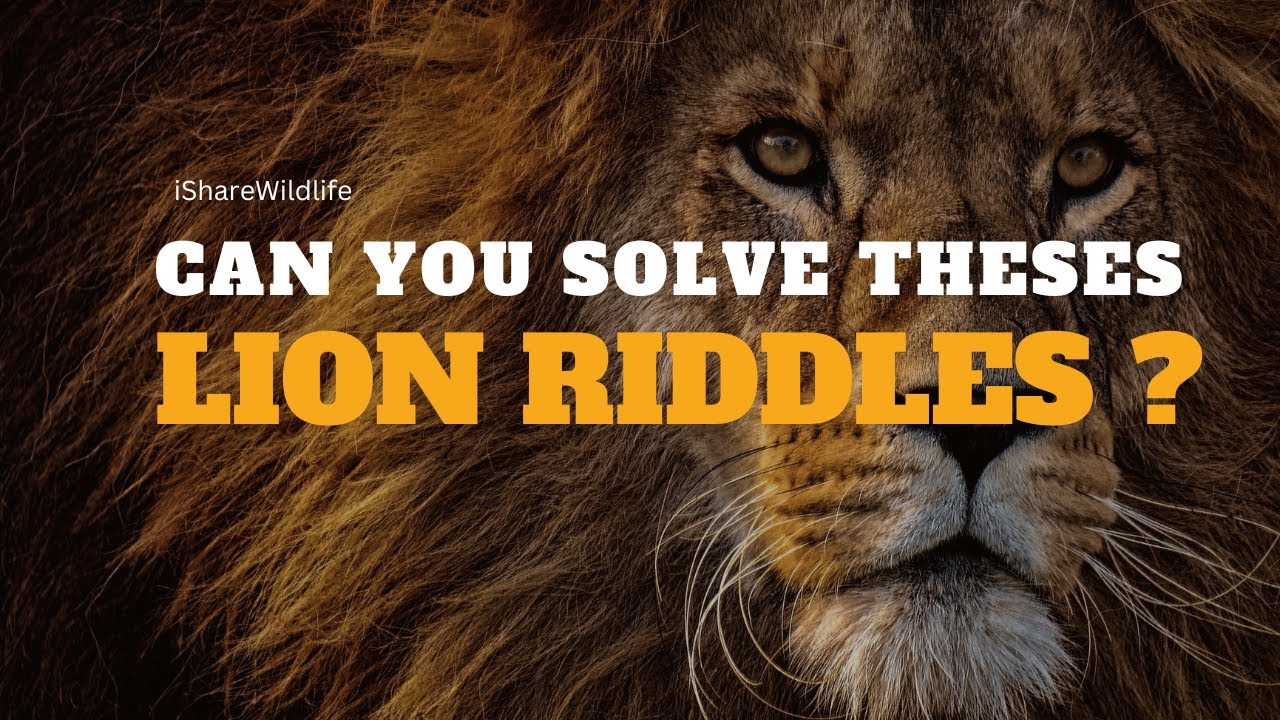 20 Fascinating Lion Behavior Riddles - Can You Guess the Right Answers ...