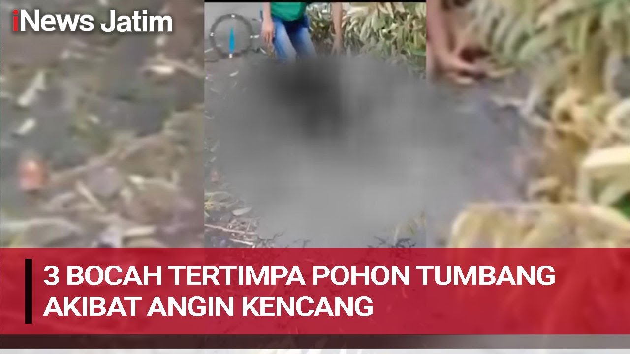 3 BOCAH TERTIMPA POHON TUMBANG AKIBAT ANGIN KENCANG - YouTube