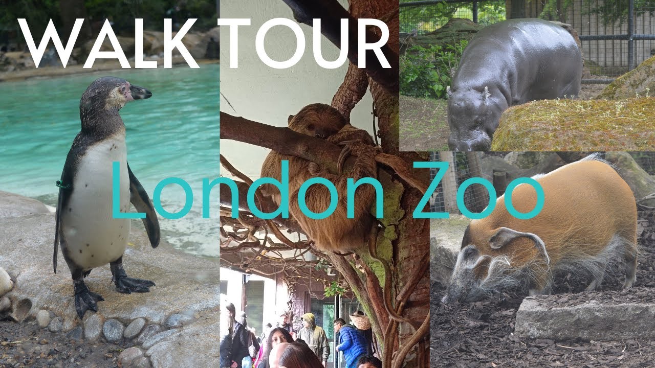 London Zoo - A Walk Tour | Explore the splendid London Zoo | Unique ...