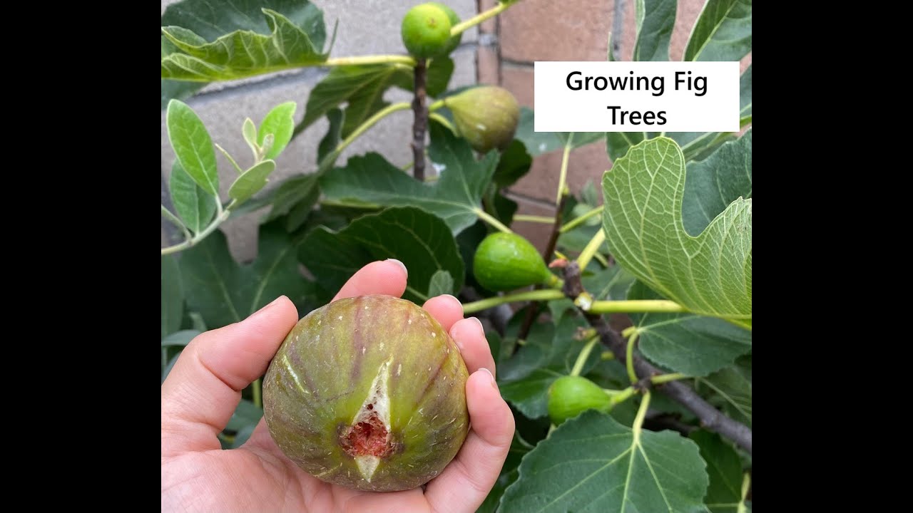 Growing Fig Trees - YouTube