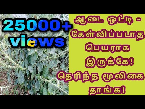 Nayuruvi/Achyranthes Aspera Mooligai Tamil /நாயுருவி மூலிகை - YouTube