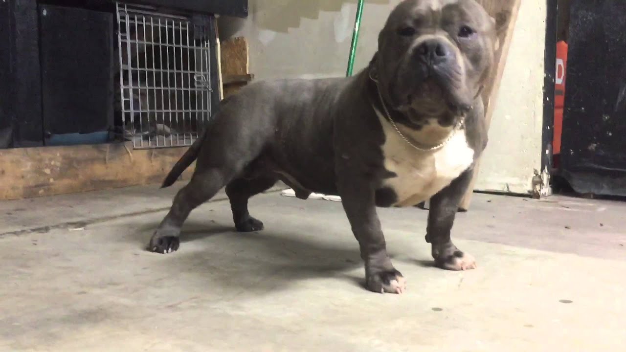 ABKC GRAND CHAMPION KIMBO OF GETITBOYKENNELS - YouTube