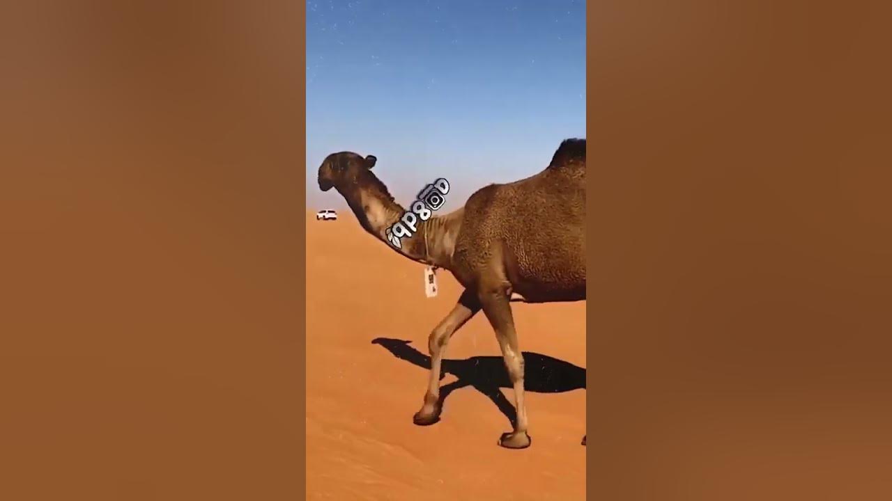 تصميم أبل صفر رقم ١ 🥇🎗️💥 Youtube