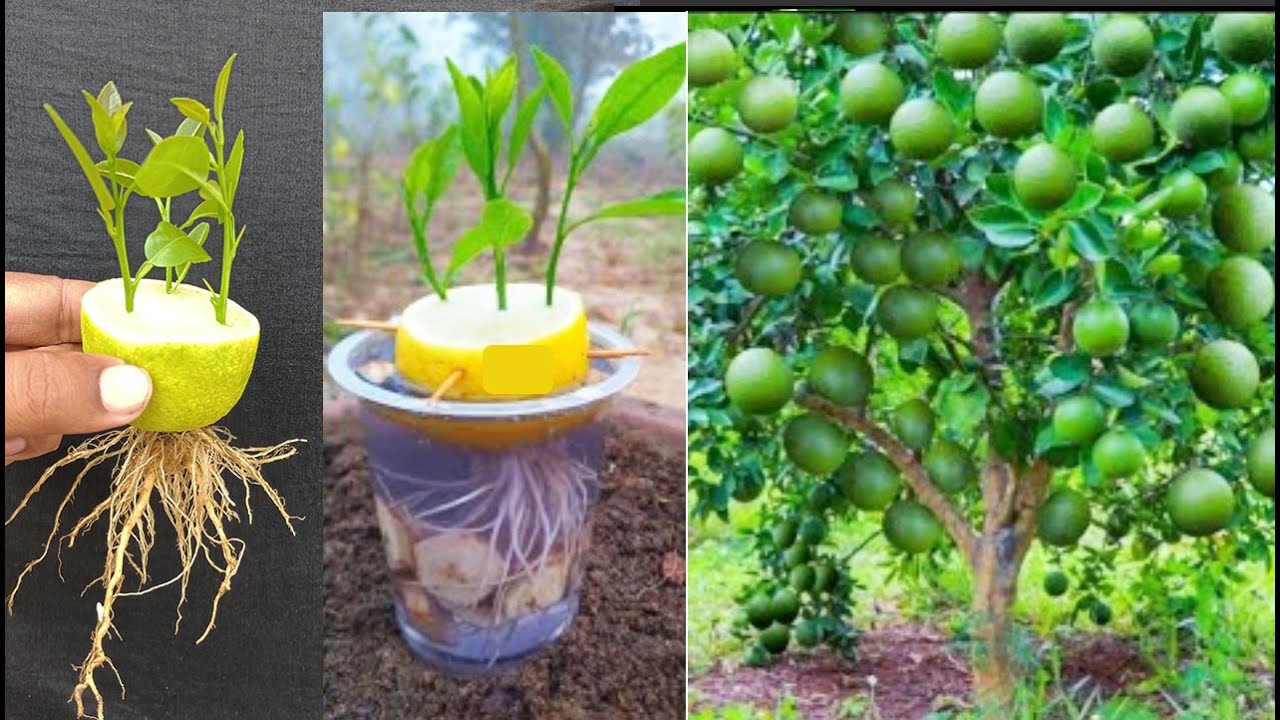 Grow lemons from lemon fruits |easiest procedure in the World | 100 ...