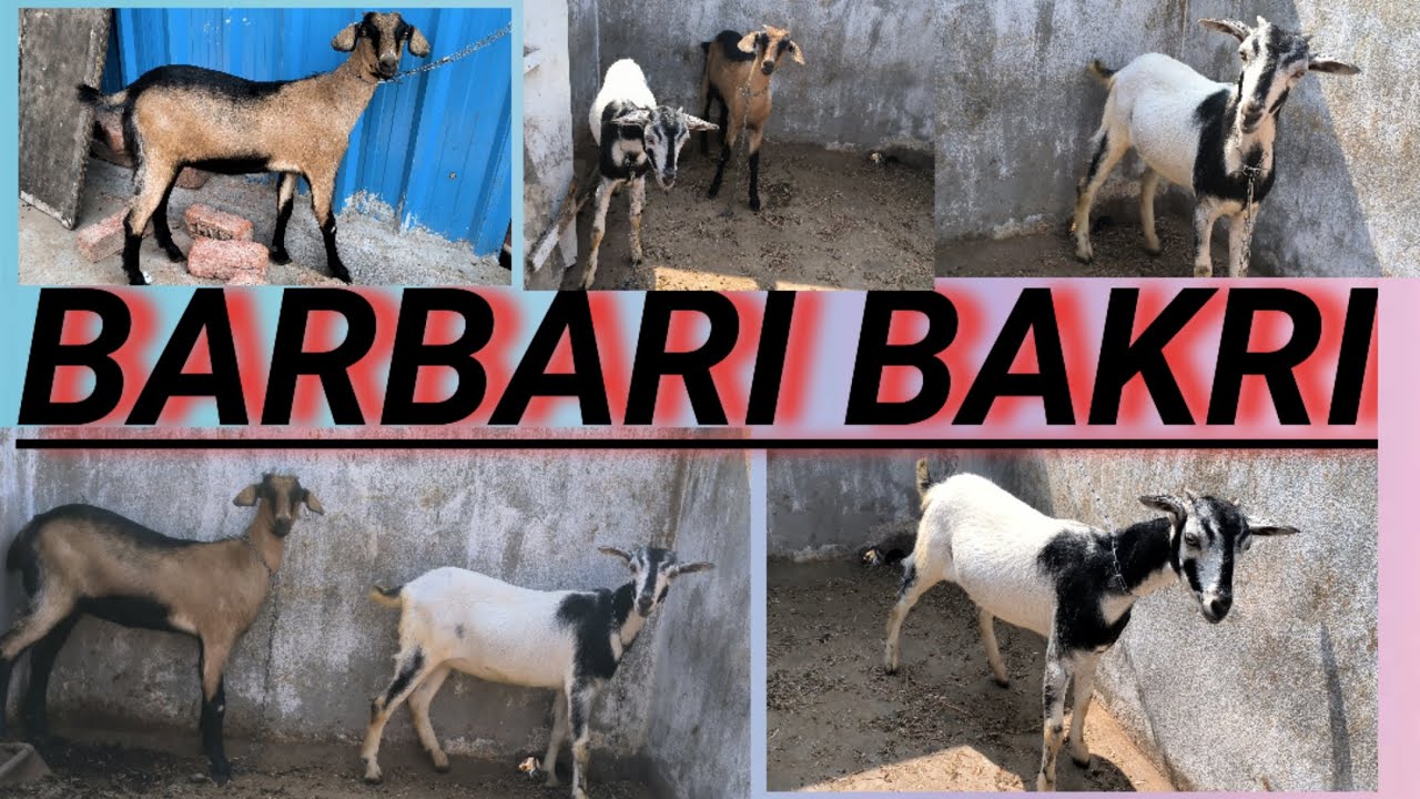 6302694511 barbari bakri barbari bakri ki nasl barbari bakri#bakri ...