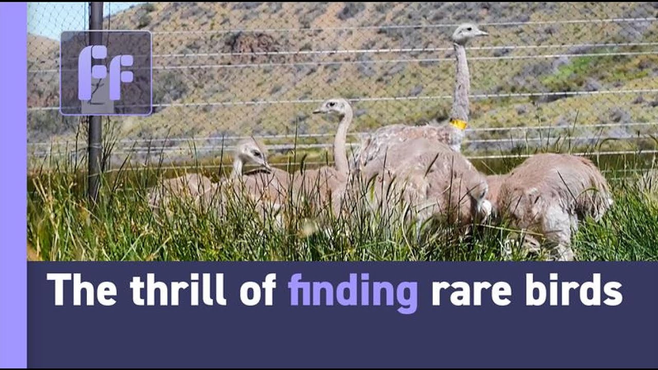 The thrill of finding rare birds | John Mittermeier of American Bird ...