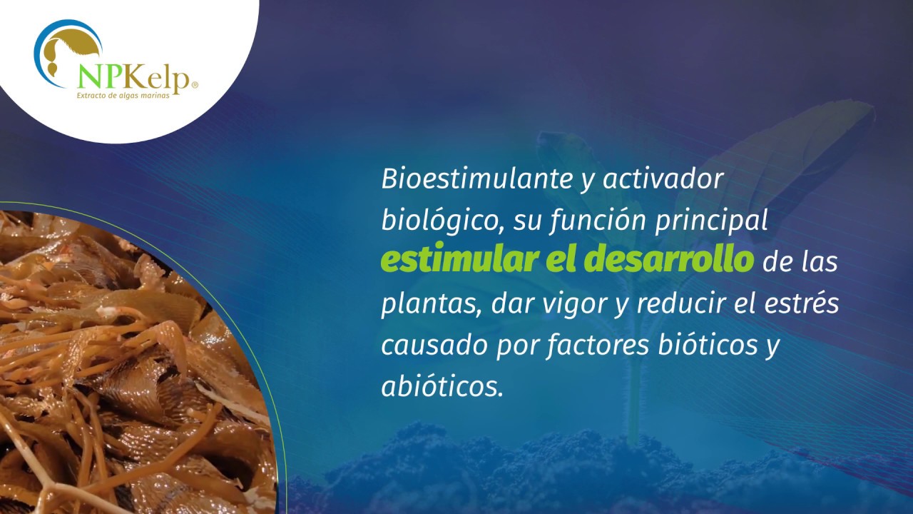 NPKelp: extracto líquido concentrado de algas marinas, Macrocystis ...