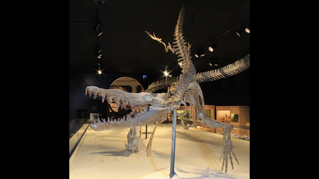 Protocetid Whales Colonized The USA - YouTube