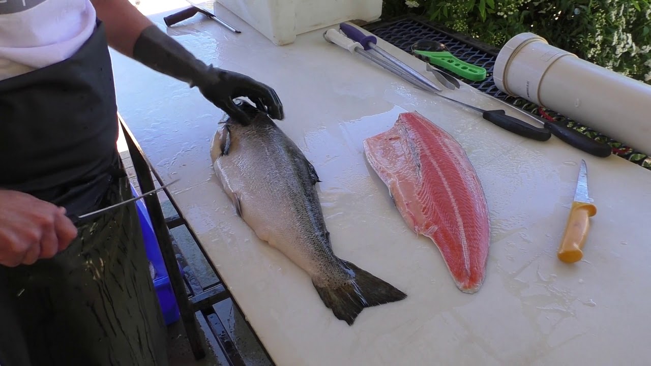 Filleting an Atlantic Salmon Rib-in - YouTube