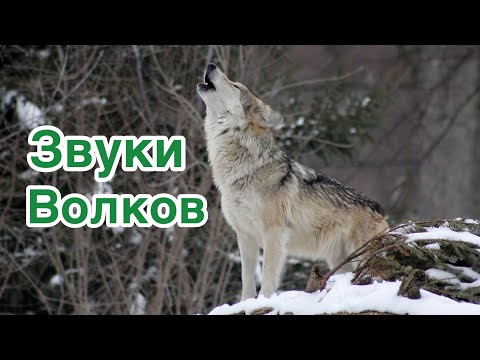 Звуки волков (Разный волчий вой) (Микс) #вой #волк #волки #войволков