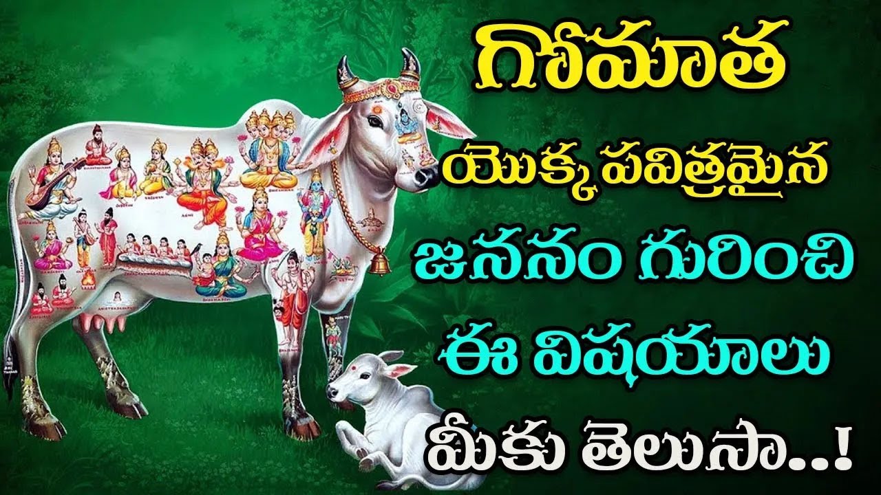 గోమాత యొక్క పవిత్రమైన జననం గురించి ఈ విషయాలు మీకు తెలుసా ...