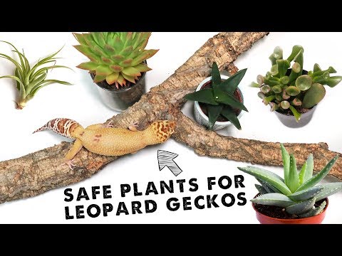 Are All Succulents Safe For Leopard Geckos