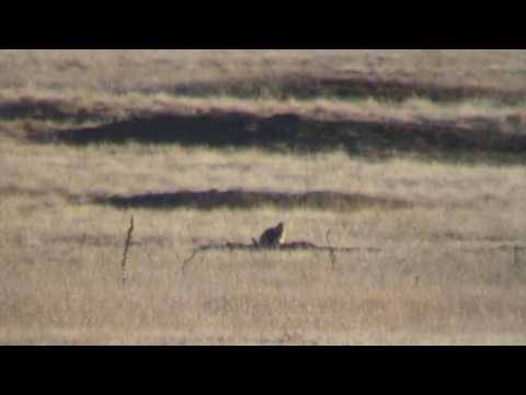 Prairie Dog Hunting 22 250 - YouTube