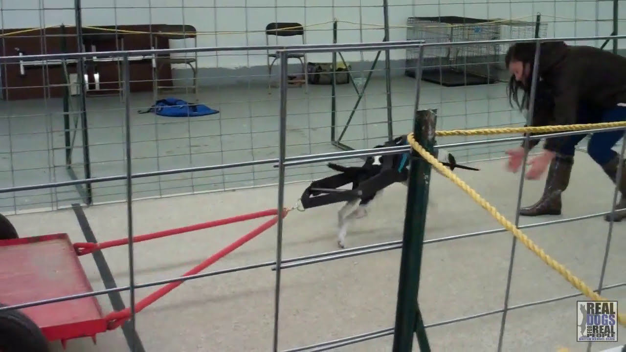 2012 UKC National American Pit Bull Terrier Association National ...