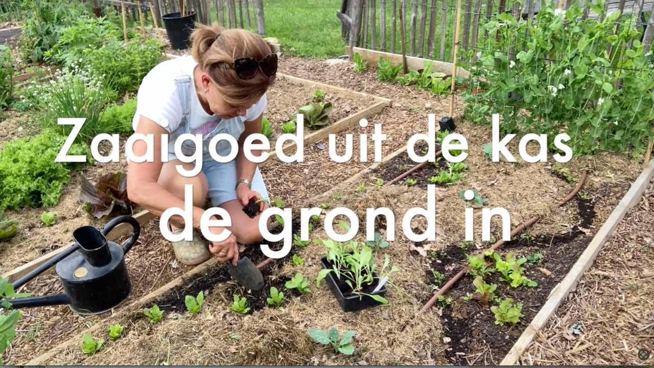 Ini's Moestuin #141 Zaaigoed uitplanten o.a.spinazie, rode kool ...
