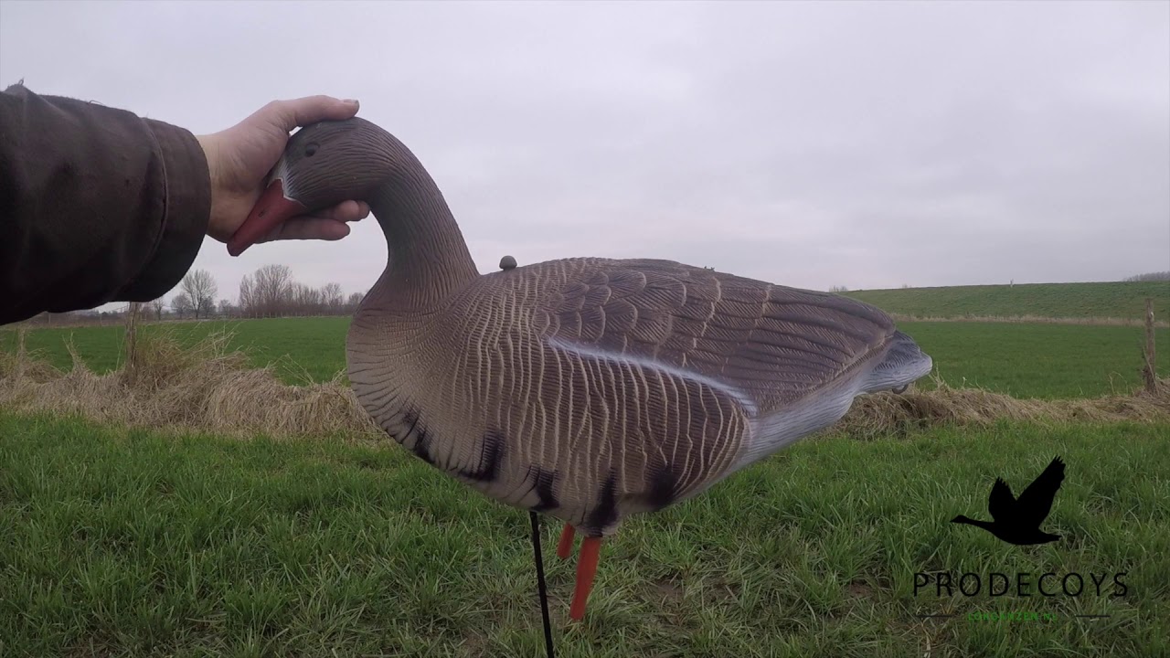 Pro Decoys| New arrivals promo - YouTube