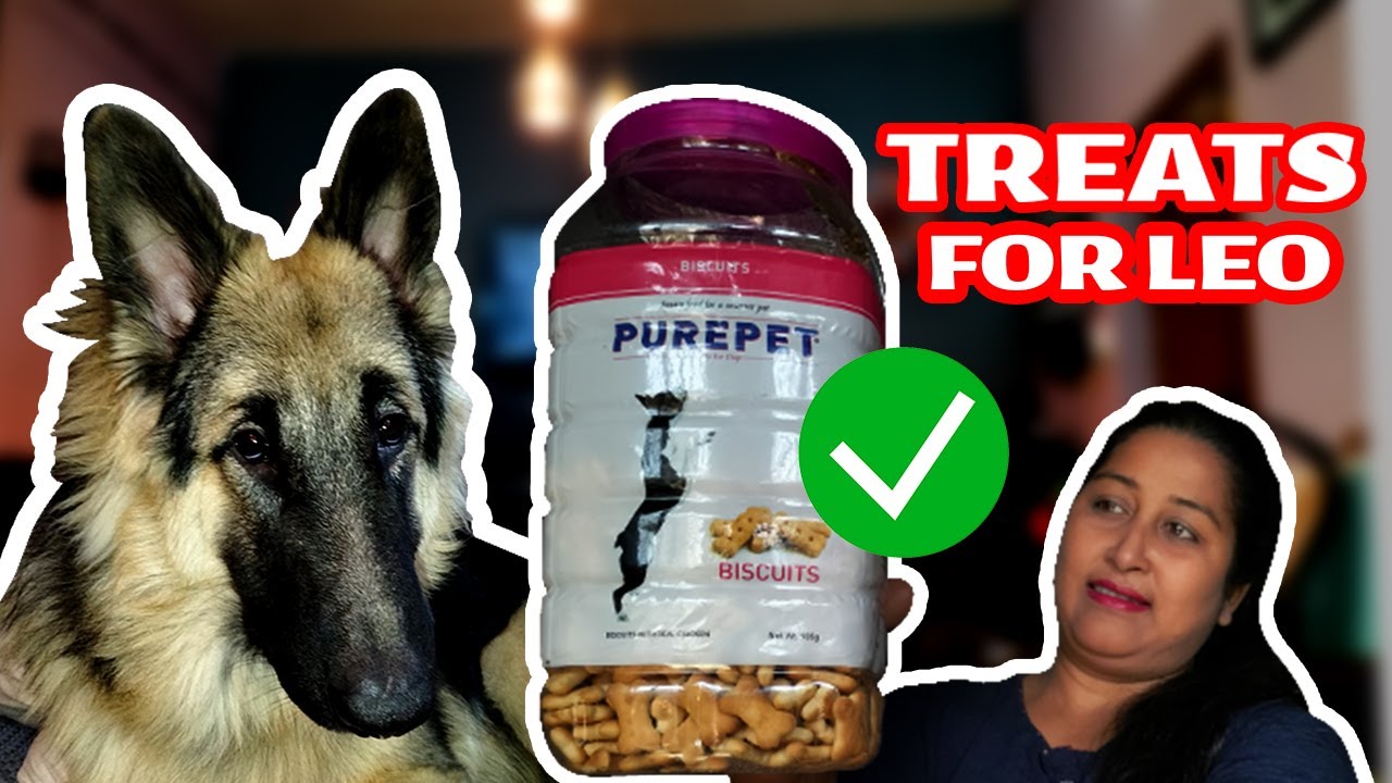 Treats For Leo! | German Shepherd - YouTube