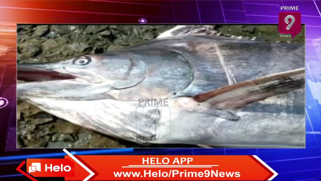 200 kg Giant Fish Caught in Net In SakhinetiPalli | Prime9 News - YouTube