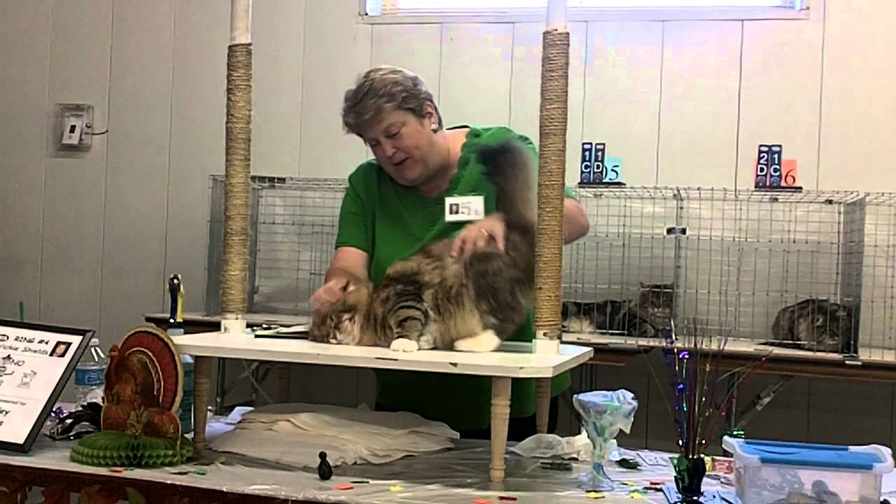 Siberian cat at the TICA cat show in Brighton, CO Nov 17, 2013 - YouTube