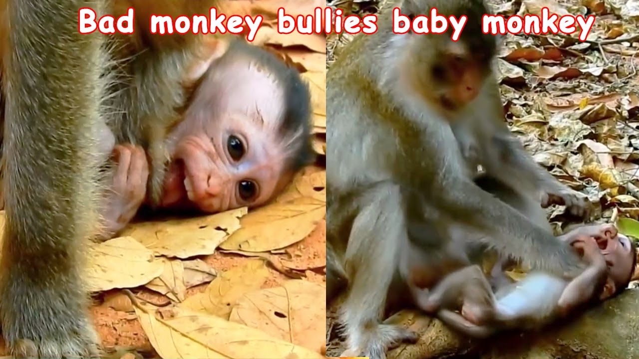 Baby monkeys cry very loudly when being turned around by big monkeys ...