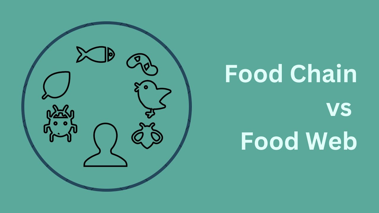 Food Chain vs. Food Web | #ntaugcnet #ugcnet #ugcnetpaper1 #ugcnetjrf # ...