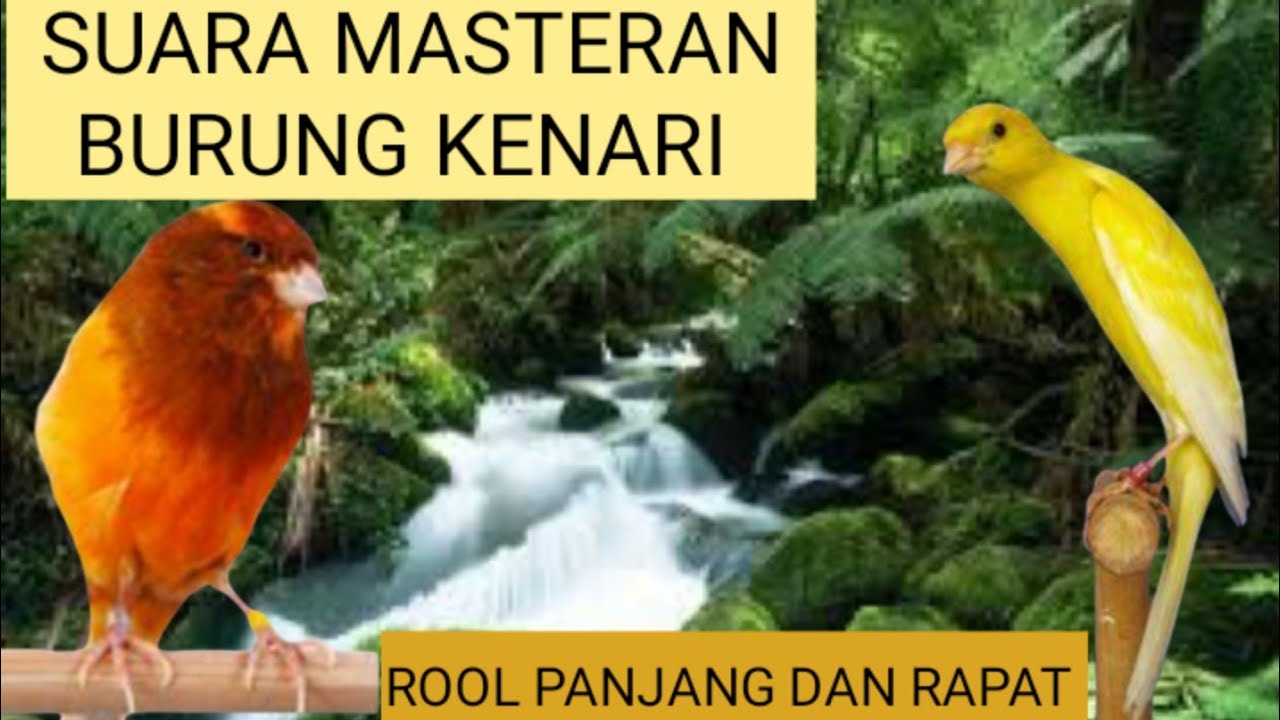 MASTERAN BURUNG KENARI ROLL PANJANG DAN RAPAT - YouTube
