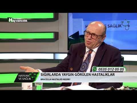 Hayvan Ve Sağlık | Brucella Nedir? Nasıl Bulaşır?