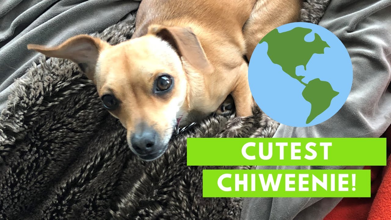 (OFFICIAL) World's CUTEST Chiweenie - YouTube
