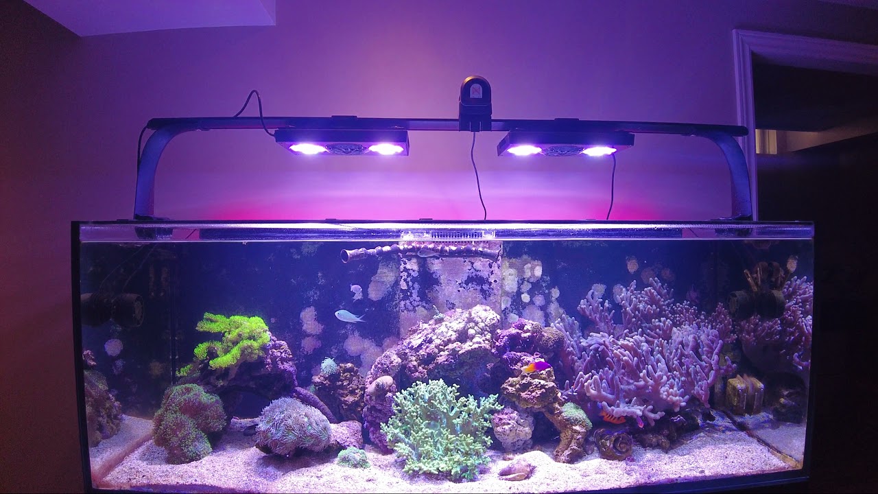 All For Reef update Nov 2 2021 - YouTube
