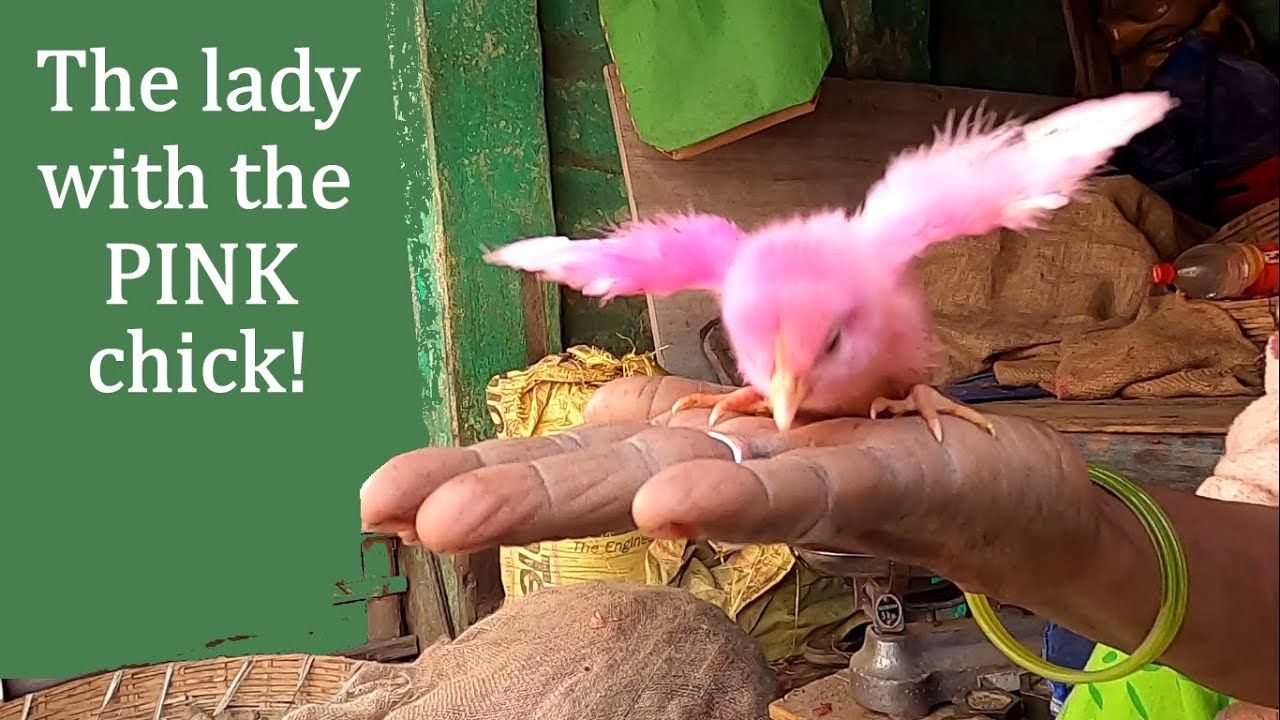 The lady with the PINK chick! - YouTube