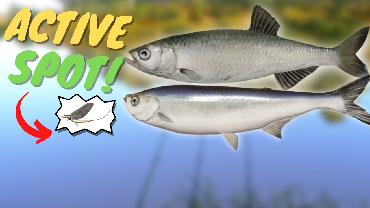 ACTIVE SHEMAYA & SICHEL SPOT IN AKHTUBA RIVER! #605 Russian fishing 4 ...