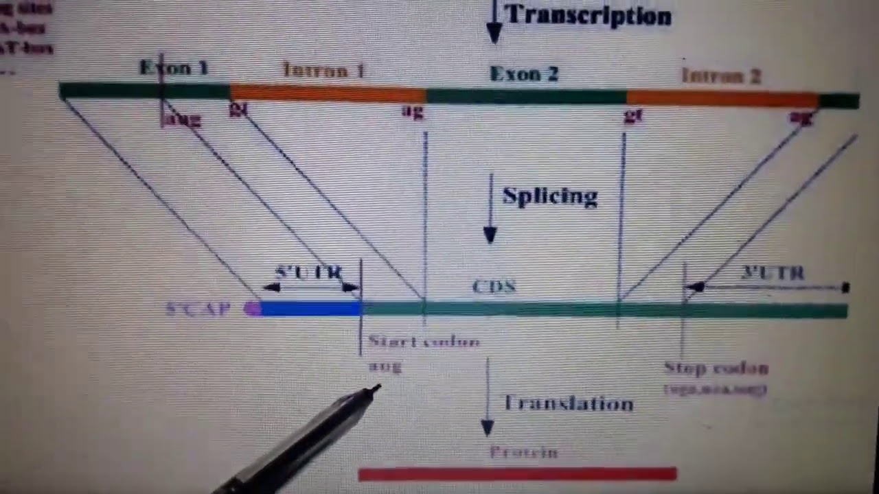 Principles of animal life II - YouTube