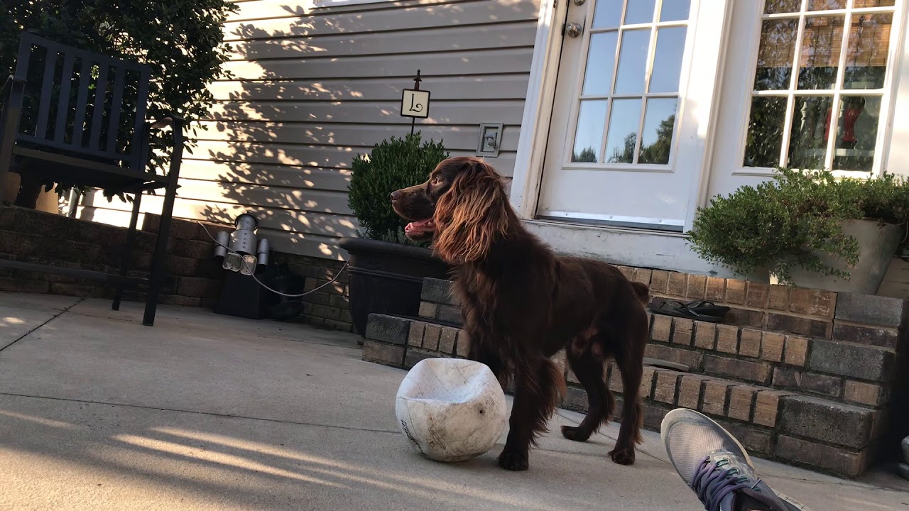 Goose the Boykin - YouTube