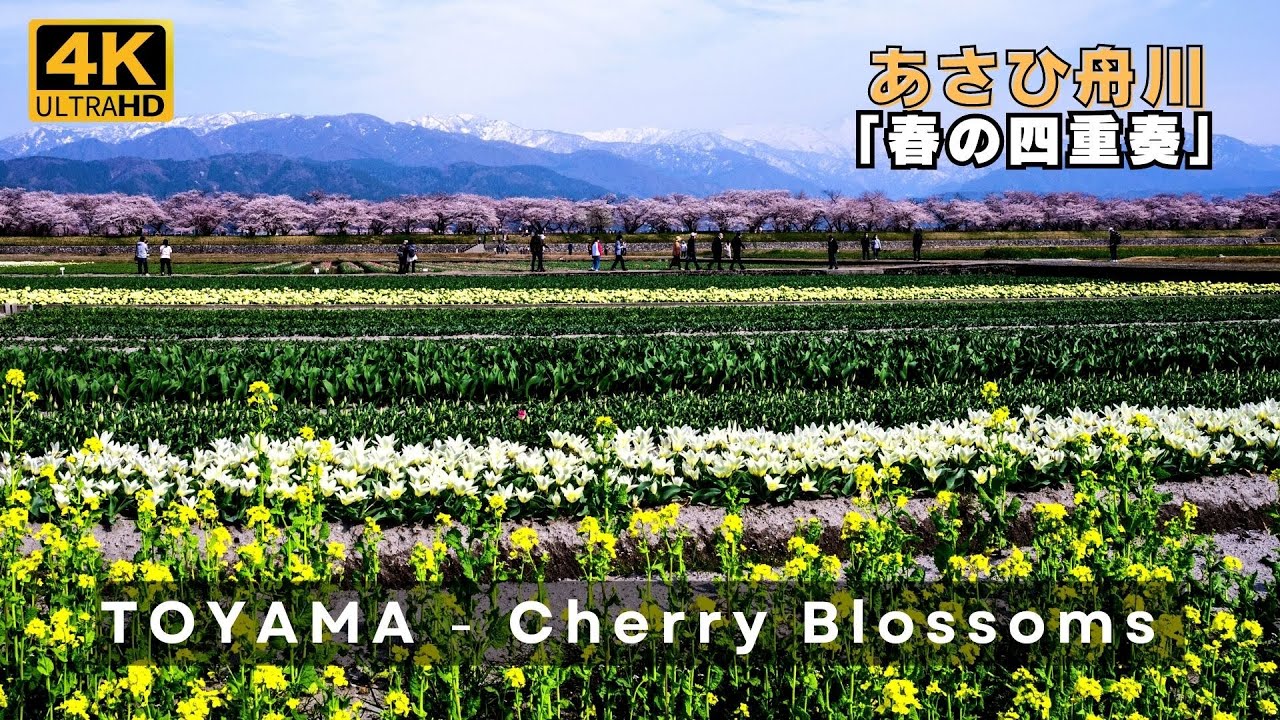 (4K) 富山の桜 あさひ舟川「春の四重奏」Asahi Funakawa “Spring Quartet” @TOYAMA, Japan ...