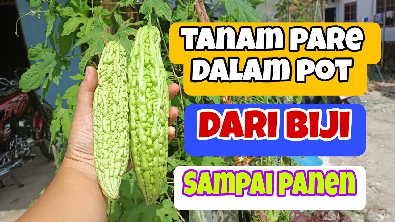 Vlog Berkebun. Cara Menanam Pare dalam Pot. Mulai dari Biji sampai ...