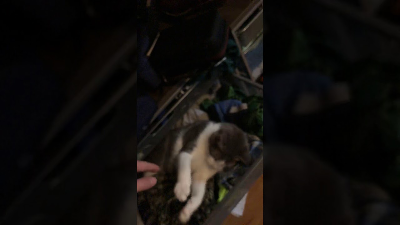 Greg the dog and me da hooman - YouTube