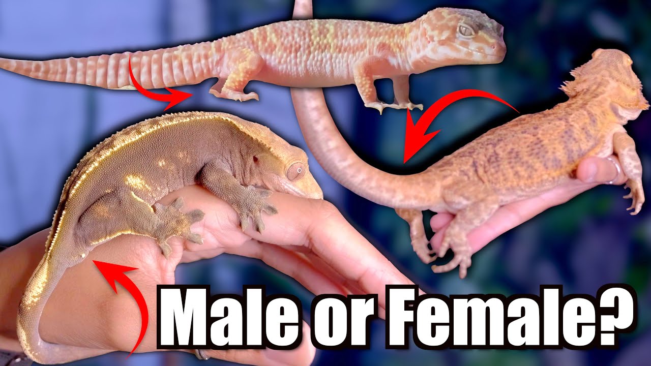 Sexing The Most Popular Pet Reptiles - Male VS Female - YouTube