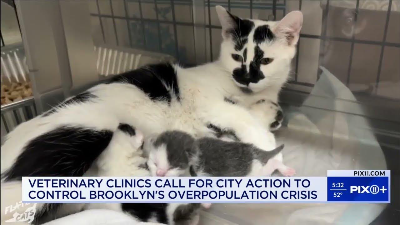 Nonprofit tackles cat overpopulation crisis in Brooklyn - YouTube