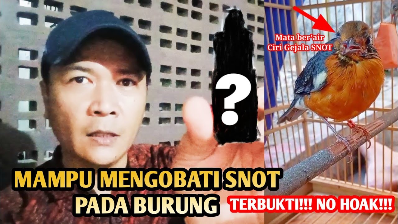 TERNYATA DENGAN OBAT INI UNTUK MENGOBATI BURUNG YANG KENA SNOT LANGSUNG ...