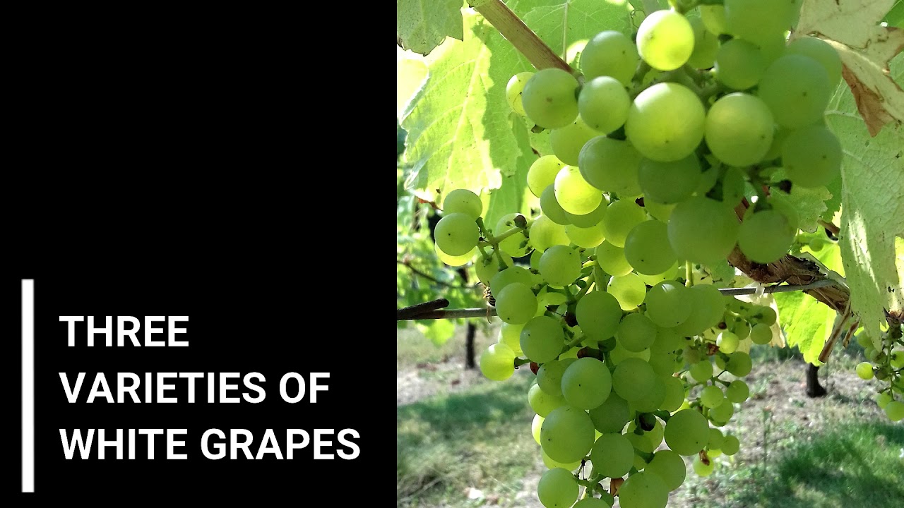 The Evolution of East Anglia's Grape Varieties - YouTube