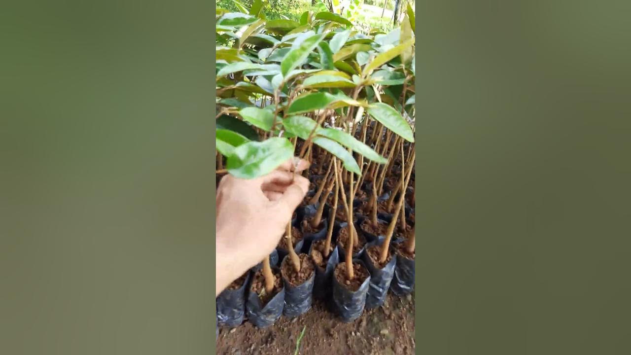 Baby durian Hasil sambung pucuk, bawor_durihitam_musangking...'081298317014' - YouTube