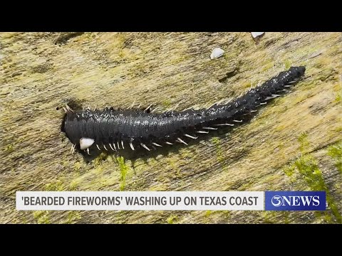 'Bearded Fireworms' found on area beaches! - YouTube