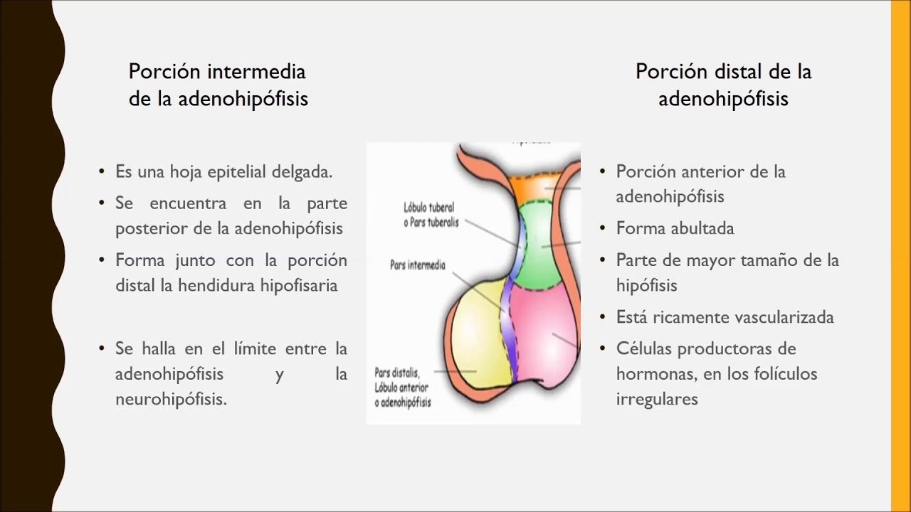 Anatomía De La Hipófisis Youtube